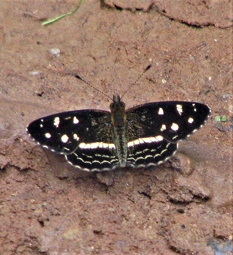 Genus Dagon · iNaturalist