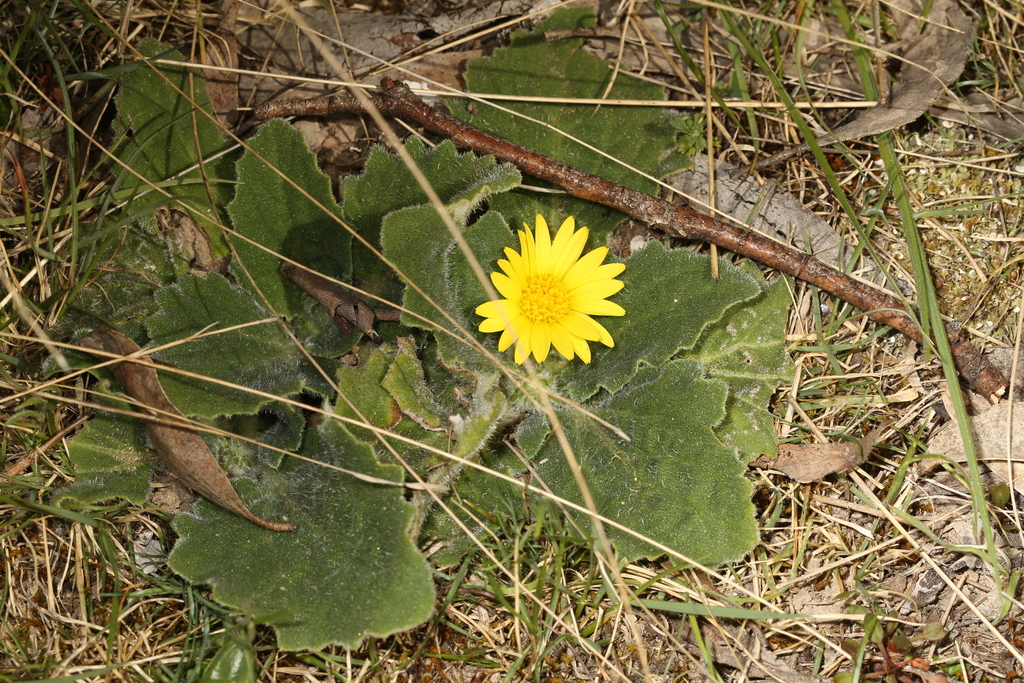 Austral bear’s-ears (Cymbonotus preissianus) - Botanical Realm