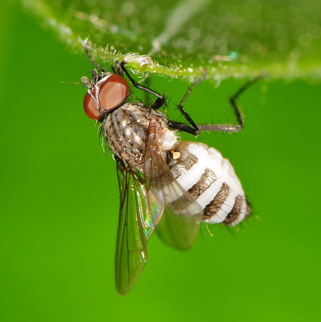 Fly Death Fungi from Kent County, DE, USA on May 17, 2017 at 07:27 PM ...