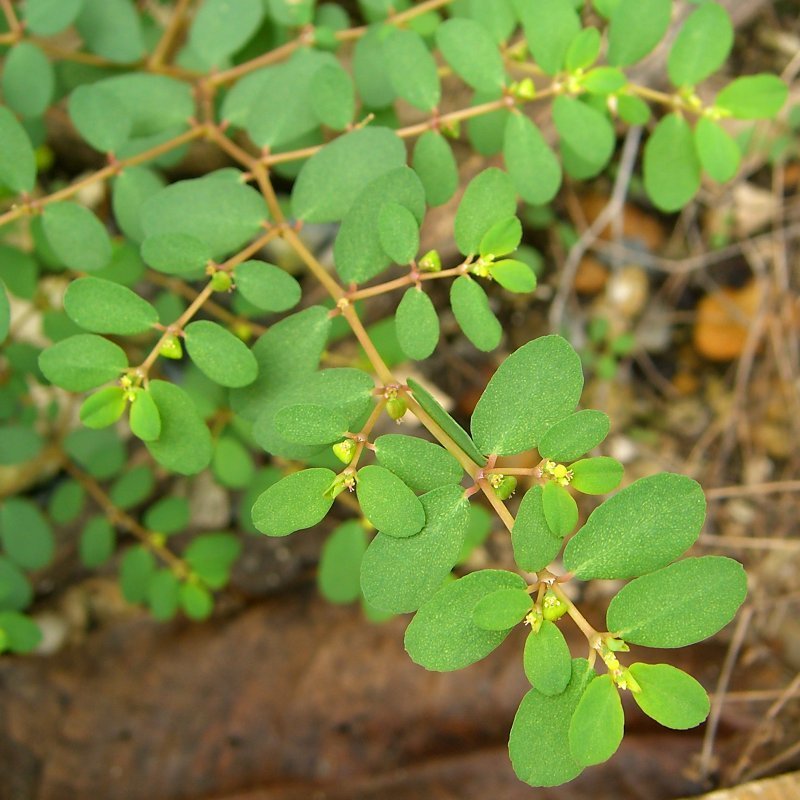 Limestone Sandmat (MatBio: COASTAL and ESTUARINE PLANTS - Matanzas ...