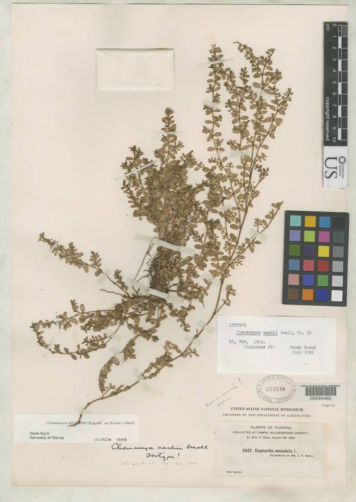 Limestone Sandmat (MatBio: COASTAL and ESTUARINE PLANTS - Matanzas ...