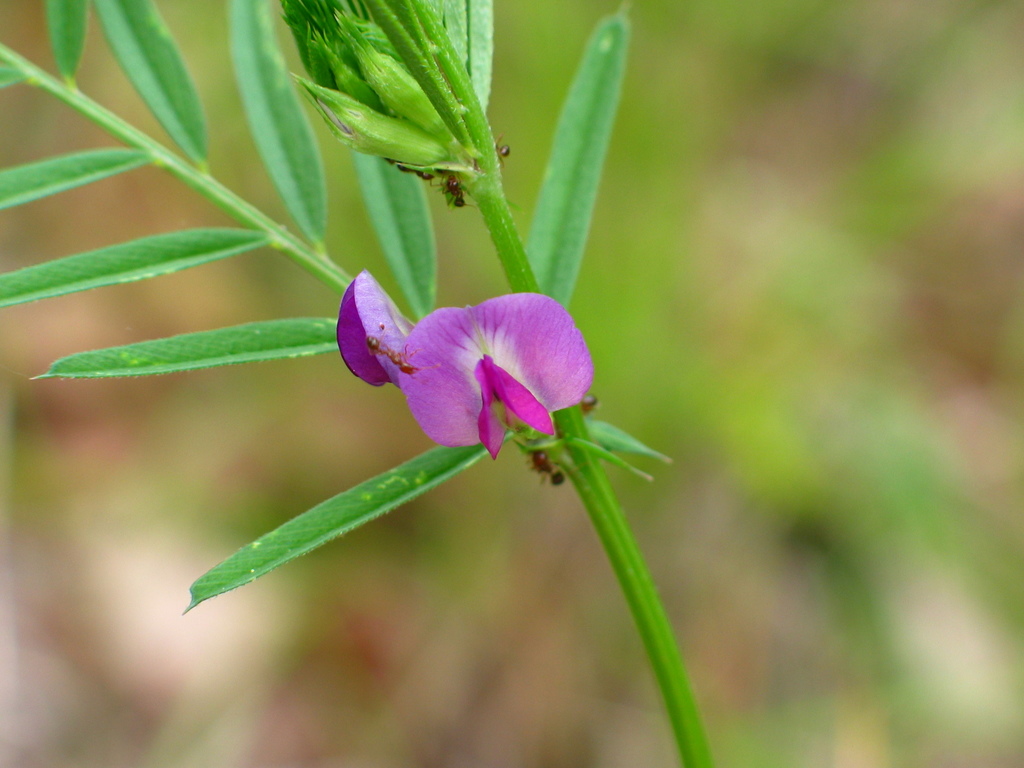 Common Vetch from Scott County, MS, USA on April 19, 2003 at 03:56 PM ...