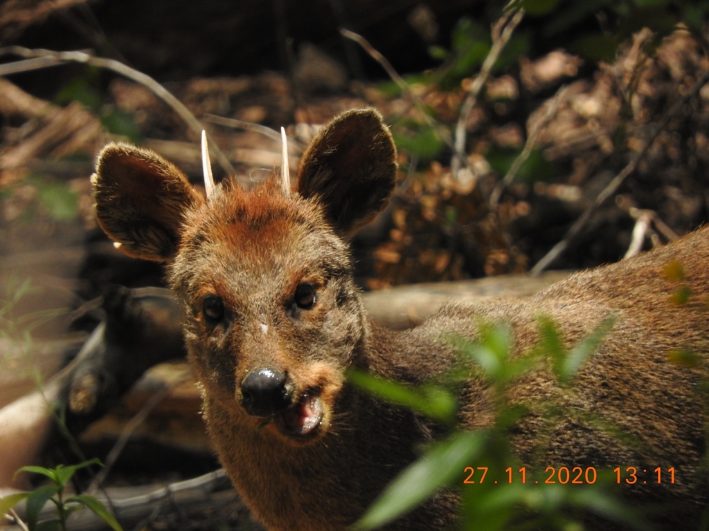 Pudús (Pudu) - Know Your Mammals