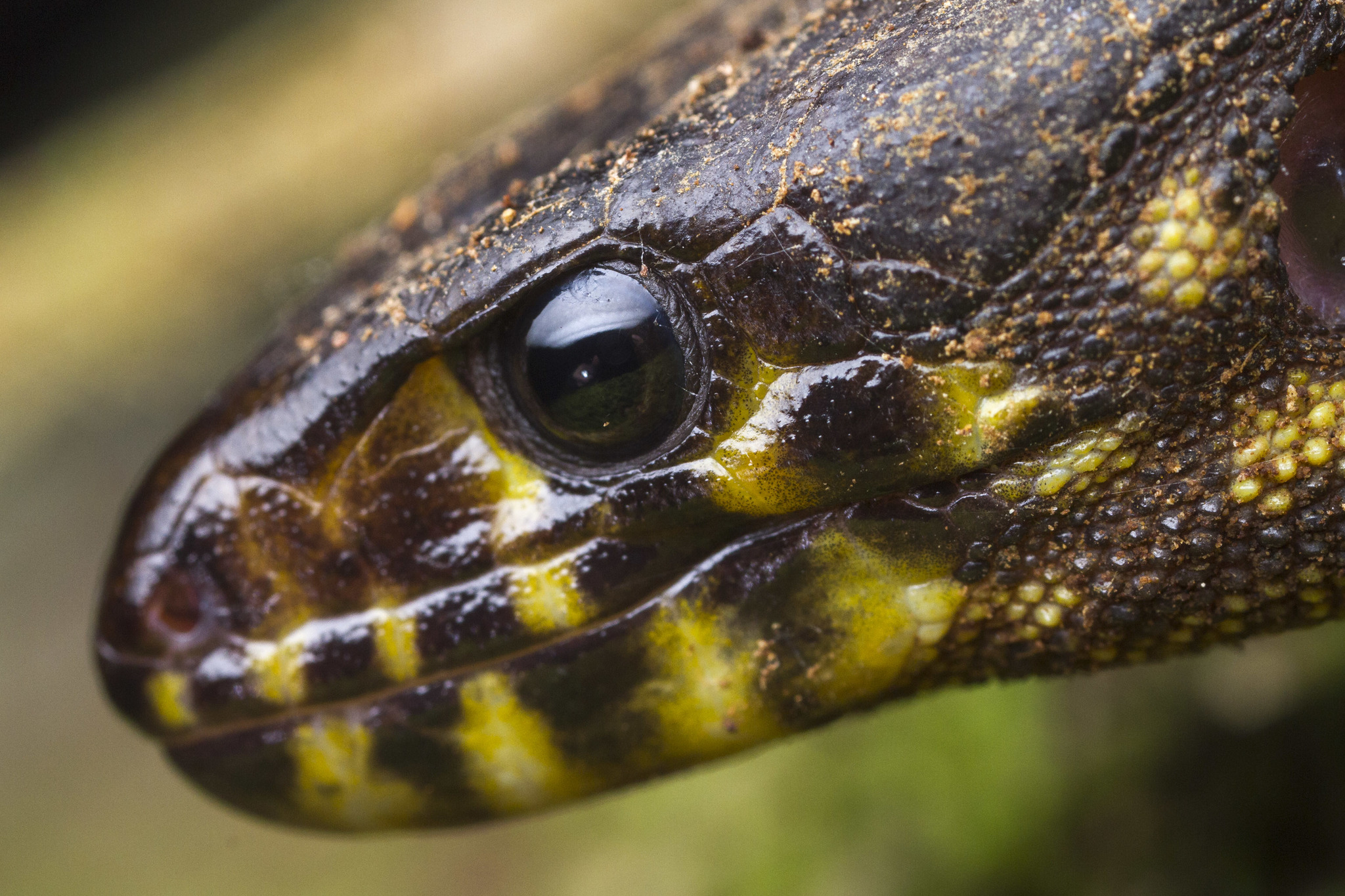 Lepidophyma reticulatum Taylor, 1955