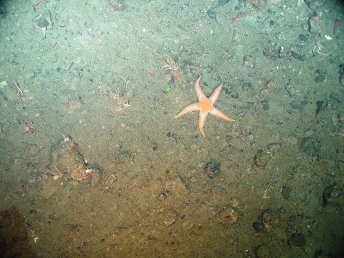 Family Benthopectinidae · iNaturalist