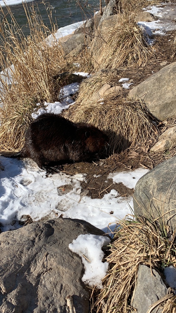 American Beaver from Credit River, Mississauga, ON, CA on February 08 ...