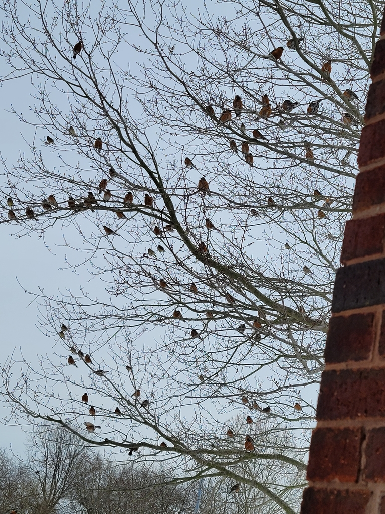American Robin from Rowlett, TX 75088, USA on February 18, 2021 at 01: ...
