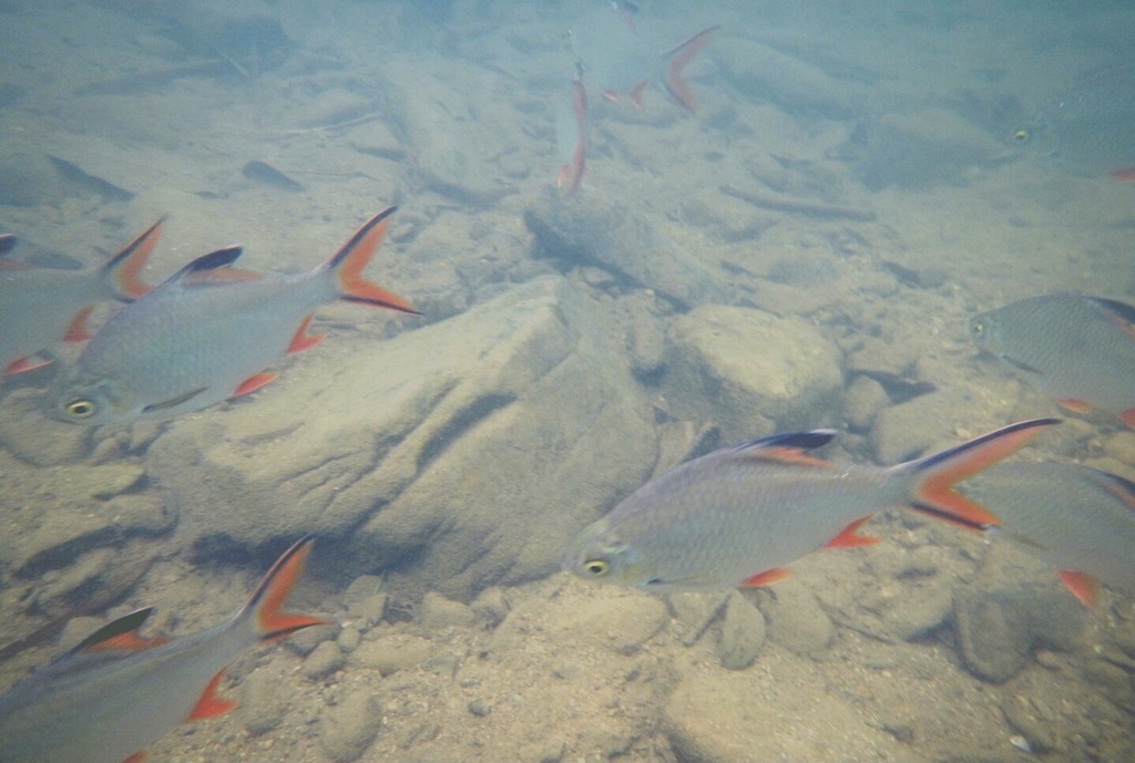 Typical Carps (Cyprininae) - Marine Life Identification