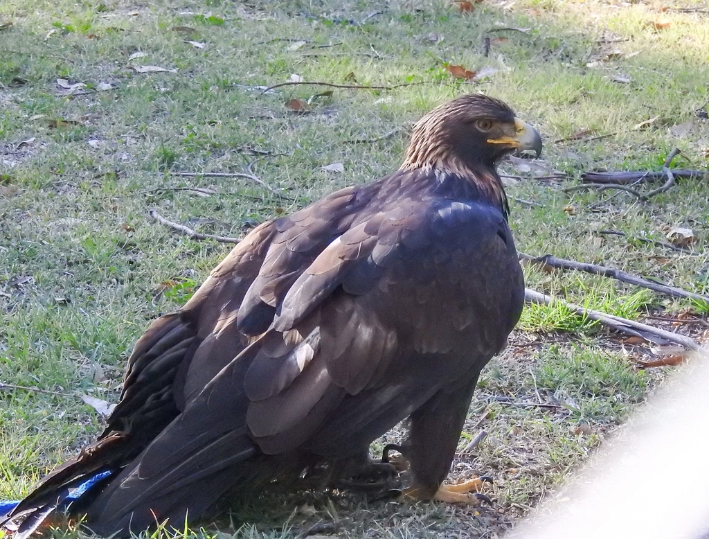 Golden Eagle in February 2021 by Sergio Castañeda. Ave en cautiverio en ...