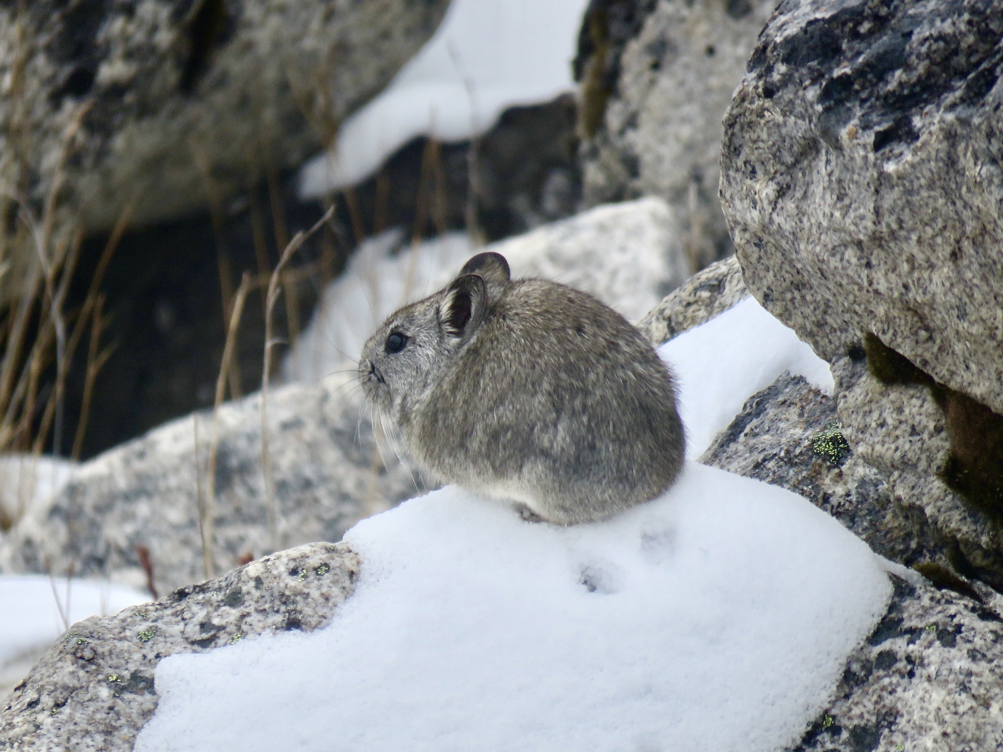 Ochotona roylii (Ogilby, 1839)