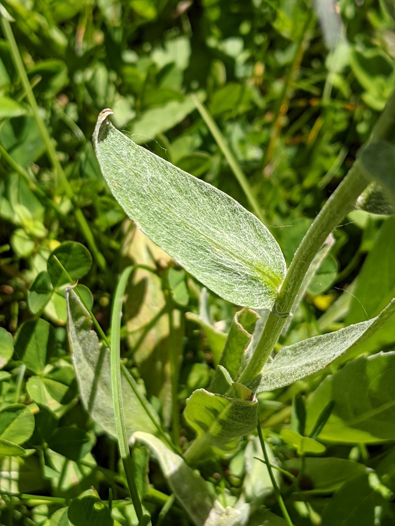 single-flower knapweed (Centaurea uniflora) - Botanical Realm