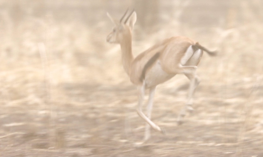 Red-fronted Gazelle (Eudorcas rufifrons) - Know Your Mammals
