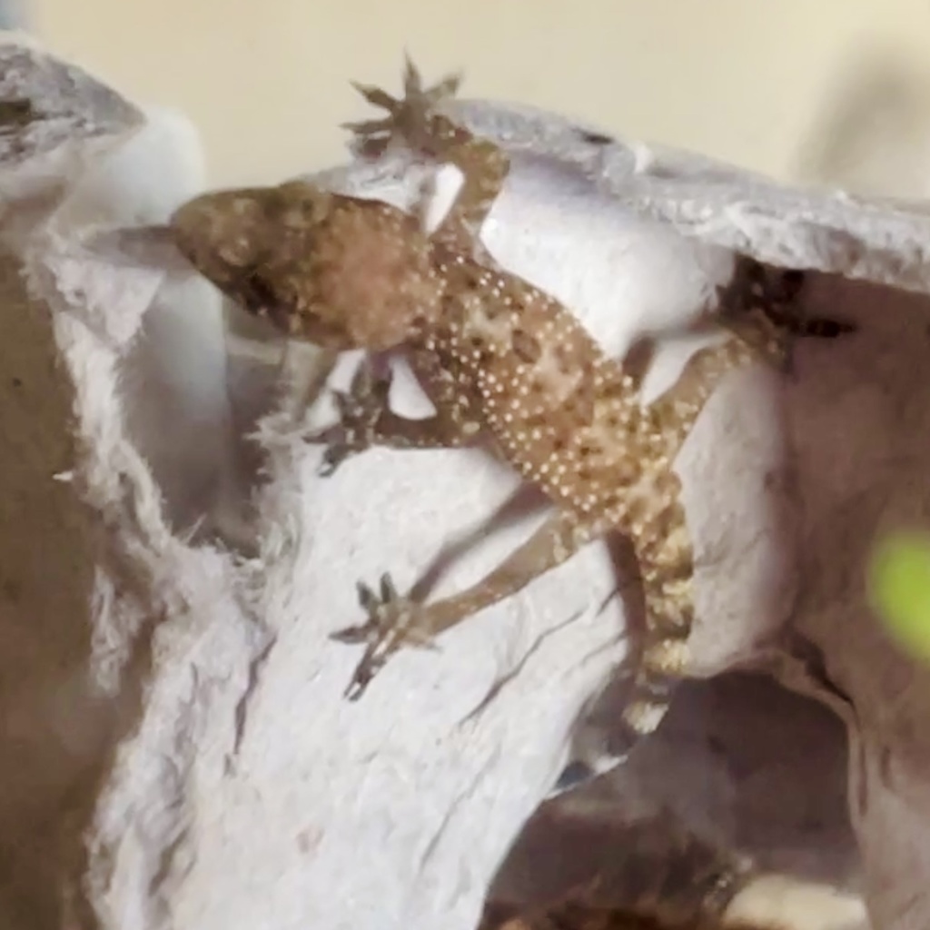 Mediterranean House Gecko from Wedgeview Dr, North Richland Hills, TX ...
