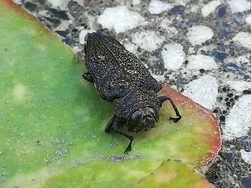 Chrysobothris rugosa · iNaturalist