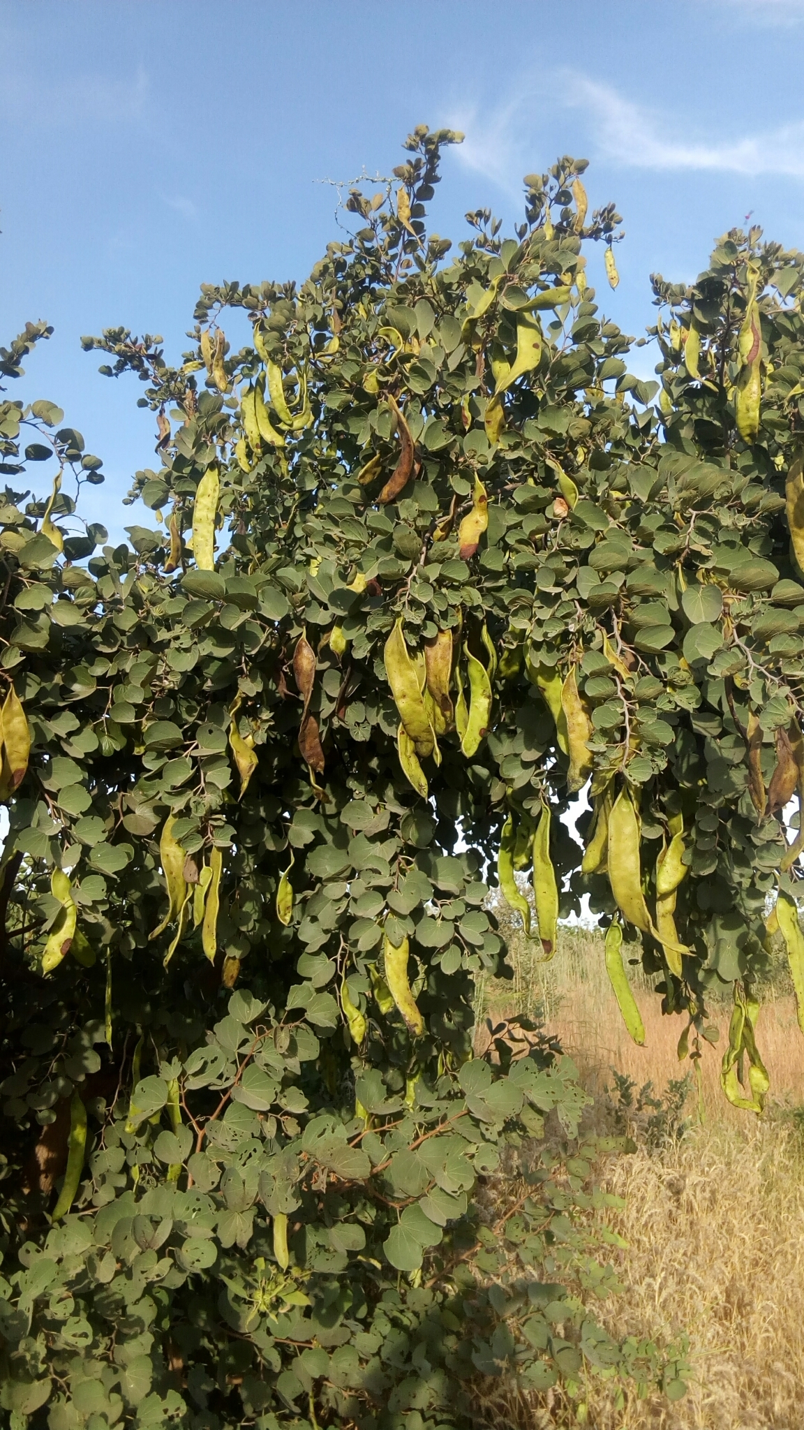 Piliostigma reticulatum (DC.) Hochst.