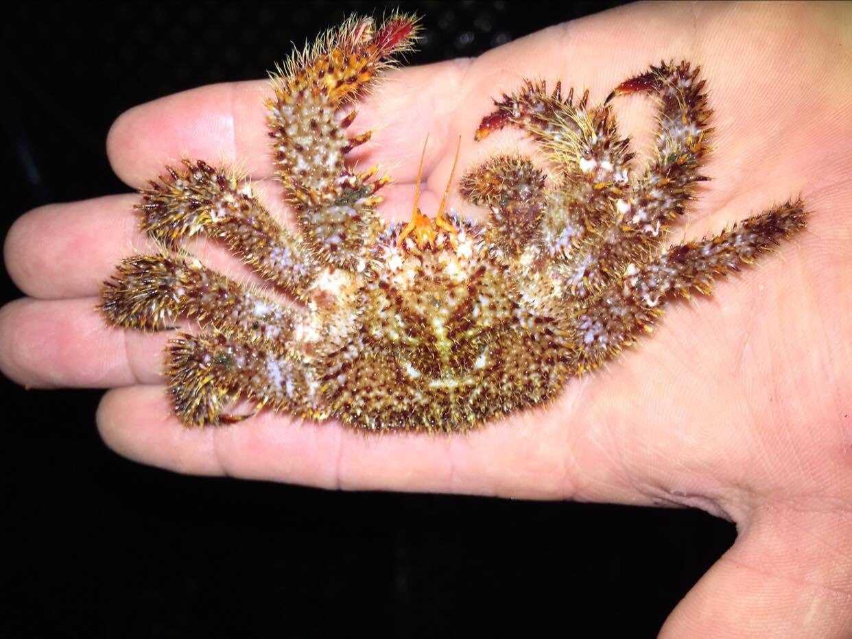 Acantholithodes hispidus (Stimpson, 1860)
