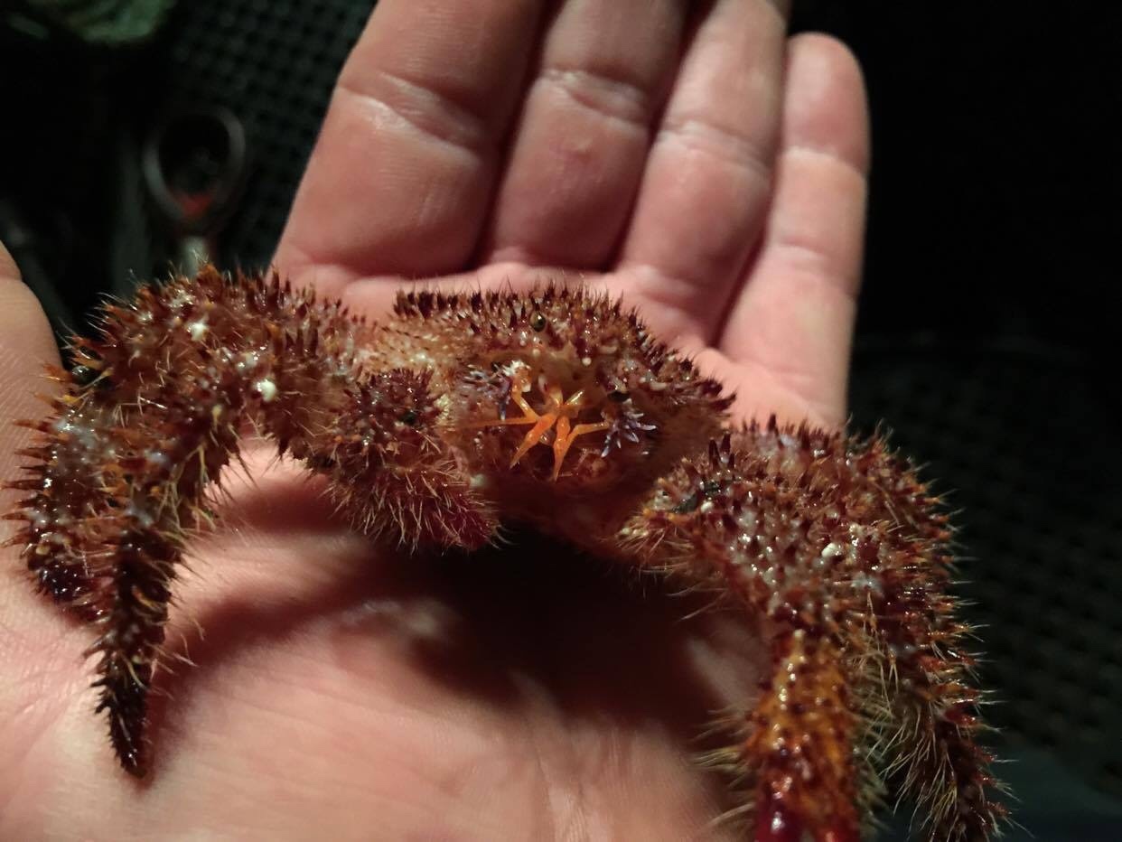 Acantholithodes hispidus (Stimpson, 1860)