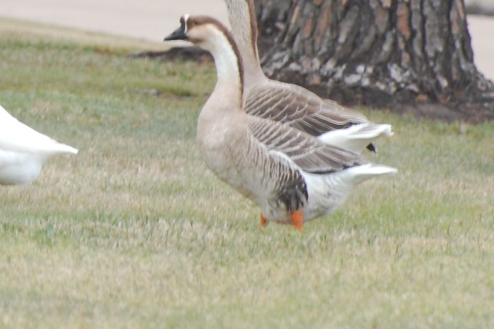 Domestic Swan Goose from Addicks Reservoir, Houston, TX 77084, USA on ...