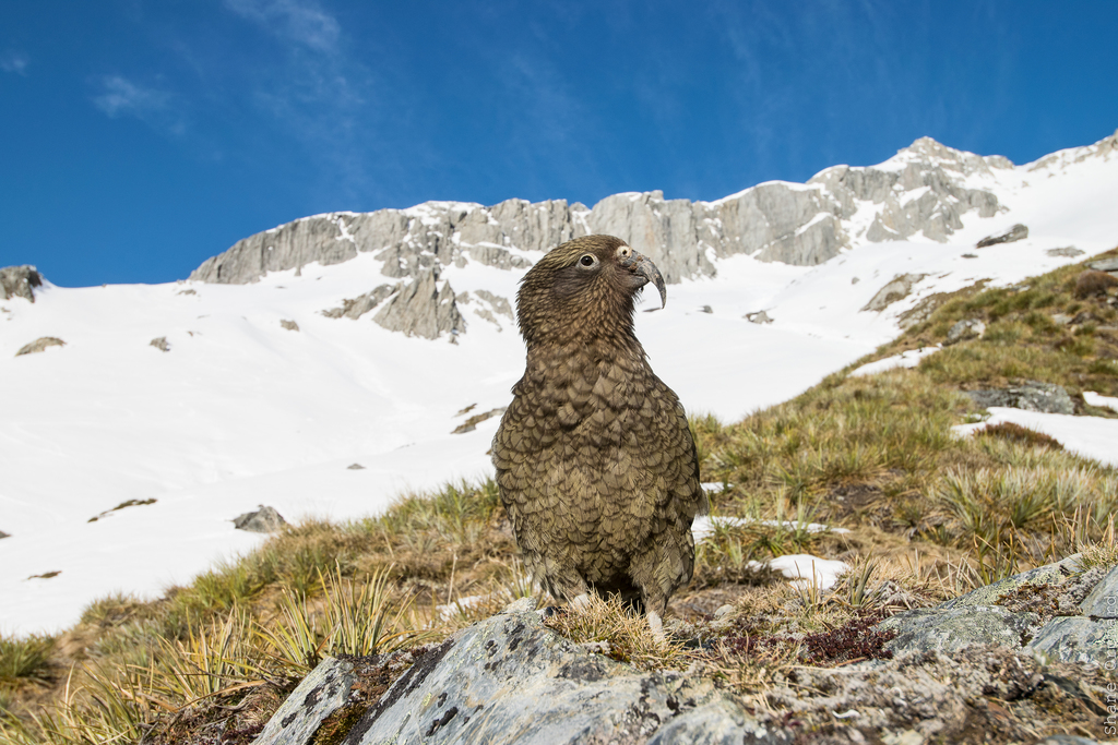 Kaka and Kea (Nestor) - Avian Discovery