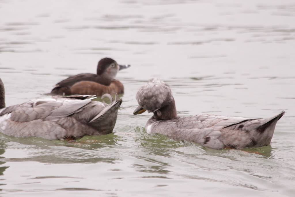Domestic Mallard from Houston Museum District, Houston, TX, USA on ...
