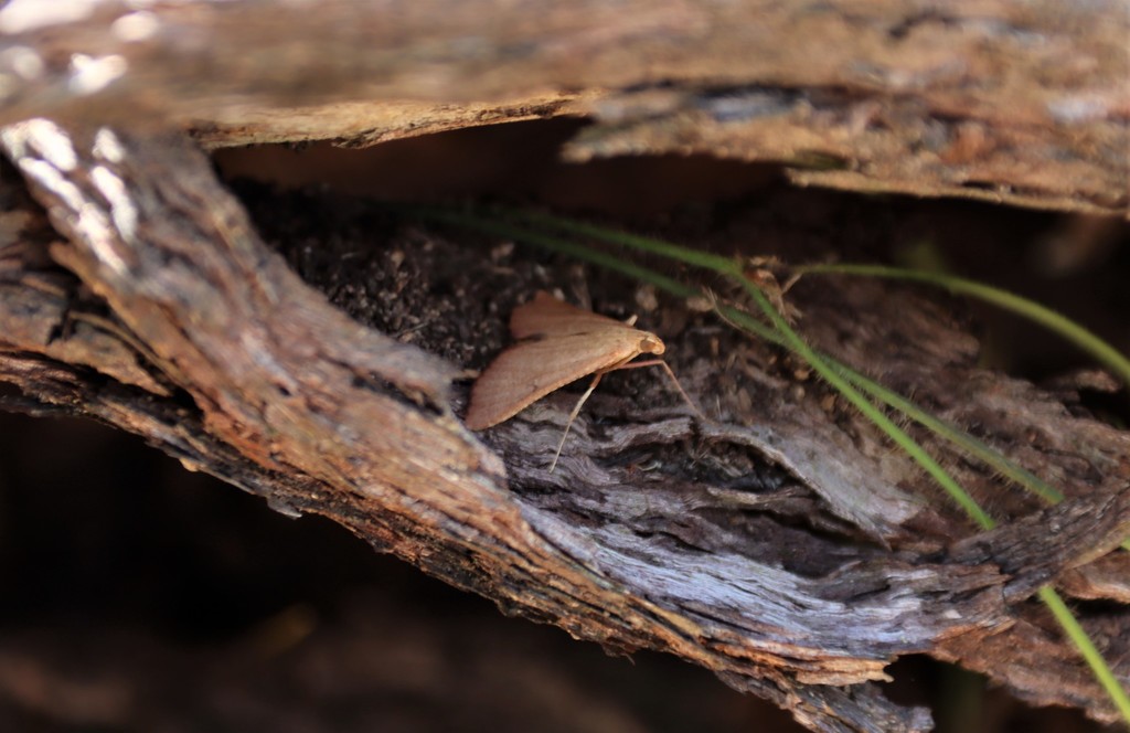 Endotricha from Melbourne VIC, Australia on February 19, 2021 at 11:09 ...