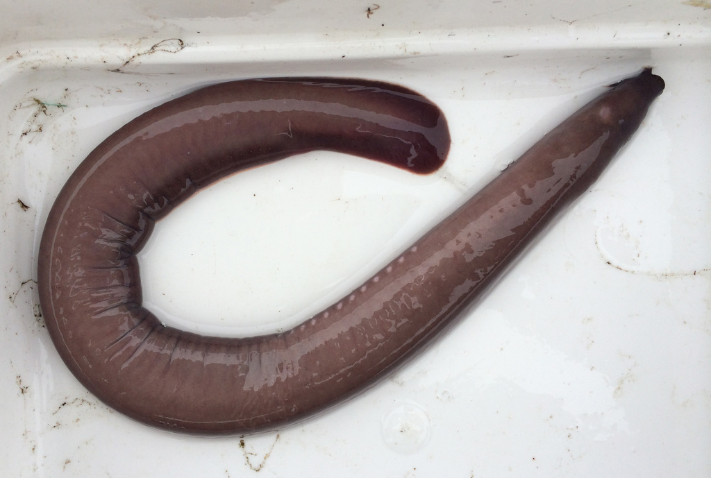 Hagfishes (Myxiniformes) - Marine Life Identification