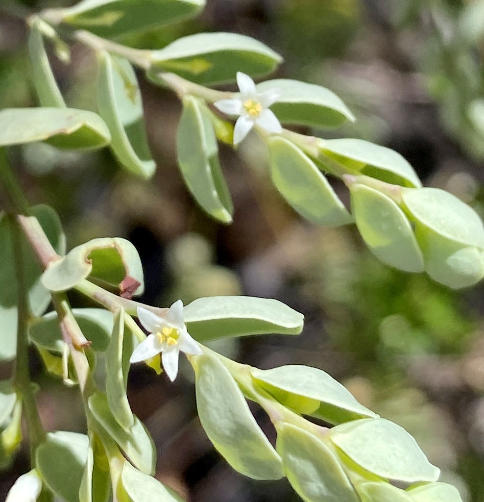 Olax phyllanthi from Stirling Range National Park, Stirling Range NP ...