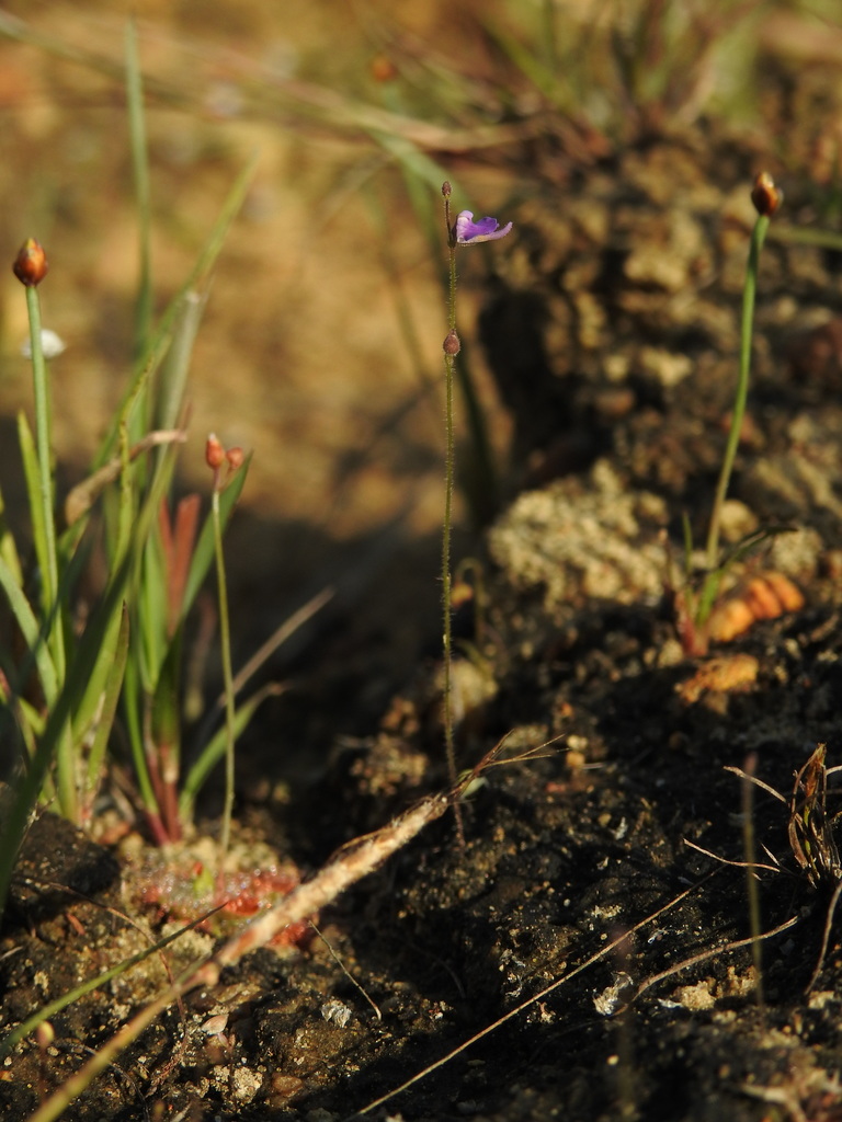 Bladderworts in January 2020 by Hopeland · iNaturalist