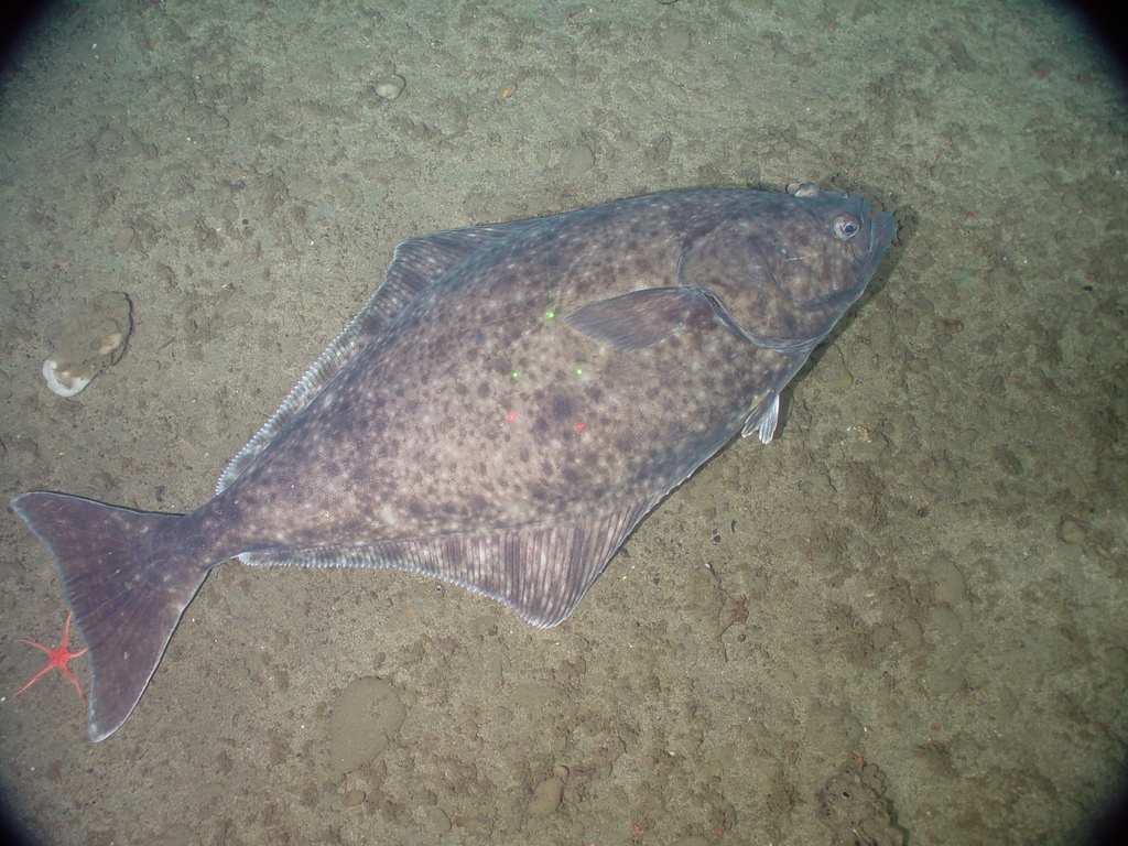 Pacific Halibut (China Cove Organisms) · iNaturalist