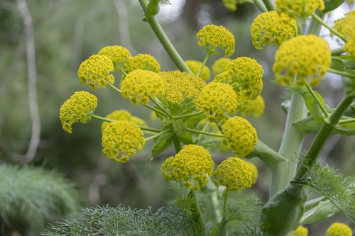 Bluish Giant Fennel (Ferula glauca) · iNaturalist United Kingdom