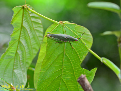 Tagasta gui · iNaturalist