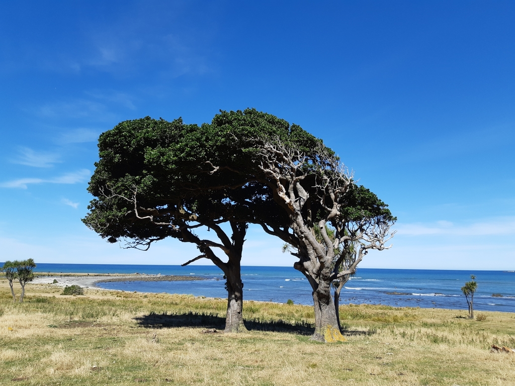 Karaka from Glenburn, New Zealand on February 19, 2021 at 04:09 PM by ...