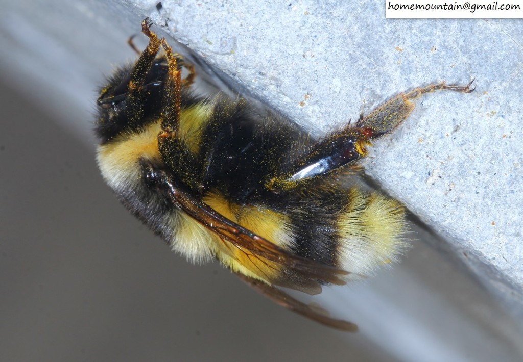 Lanzhou Bumble Bee from 中國北京市密雲區 on October 6, 2020 at 11:39 PM by ...