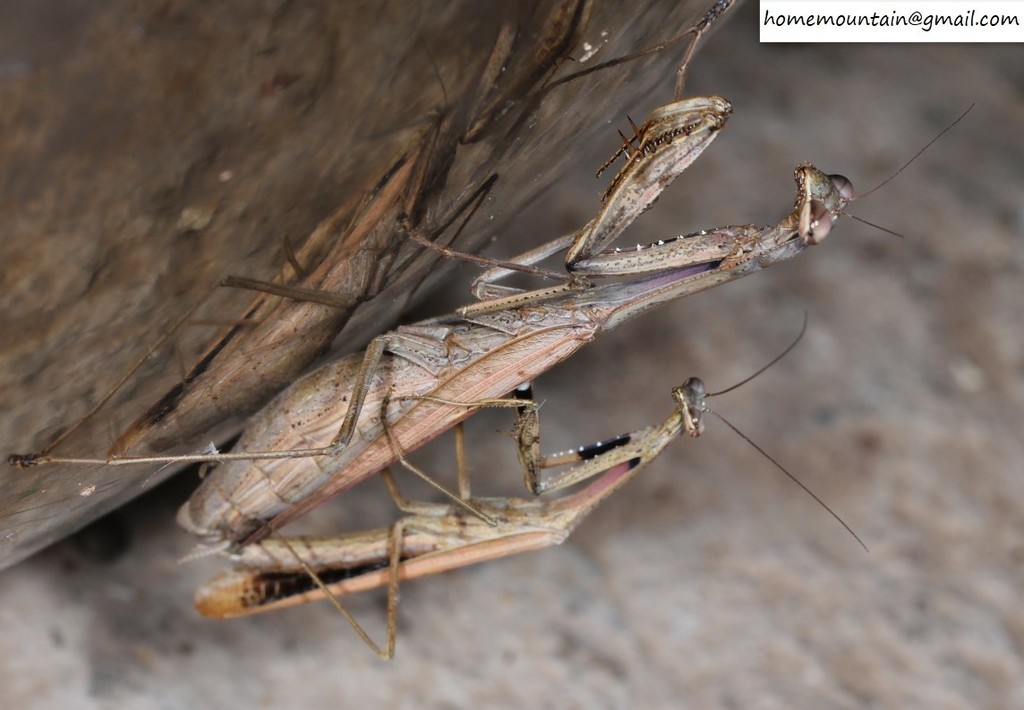 Asian Jumping Mantis from Wuling Mountain on October 7, 2020 at 11:53 ...