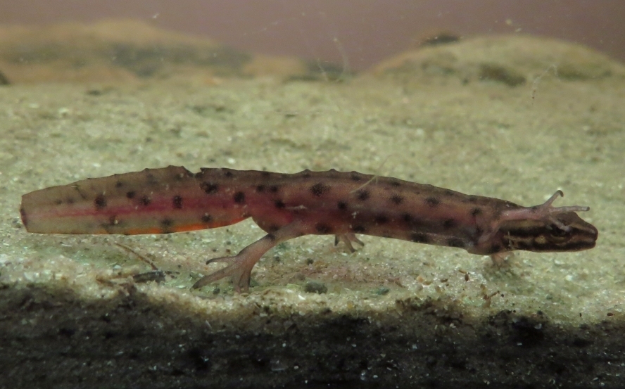 Smooth Newt from Lagărul comunist Periprava, Romania on April 28, 2015 ...