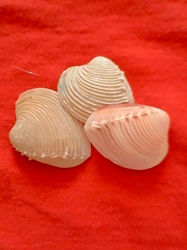 Almeja Venus (Pitar dione)