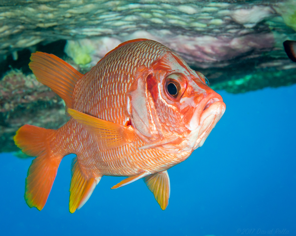 Sabre Squirrelfish (Field guide to fishes of the Coral Sea Marine Park ...