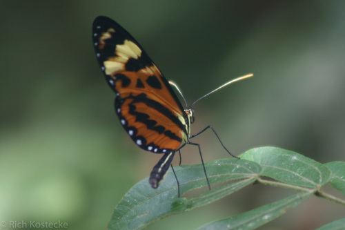 Subspecies Mechanitis lysimnia solaria · iNaturalist United Kingdom