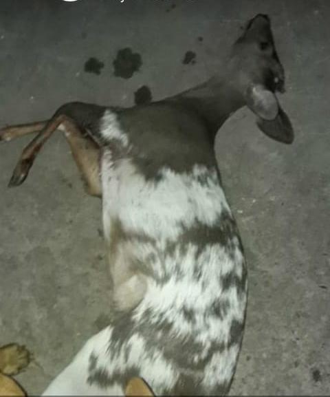 Common Brown Brocket from Sauce de Luna, Entre Ríos, Argentina on ...