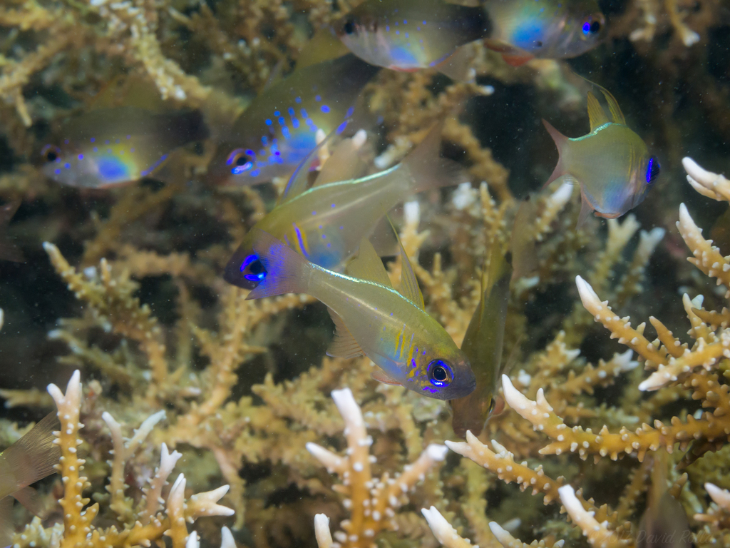 Threadfin Cardinalfish (Zoramia leptacanthus) - Marine Life Identification