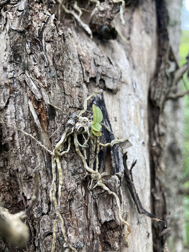 spotted mule-ear orchid in February 2021 by luceech · iNaturalist