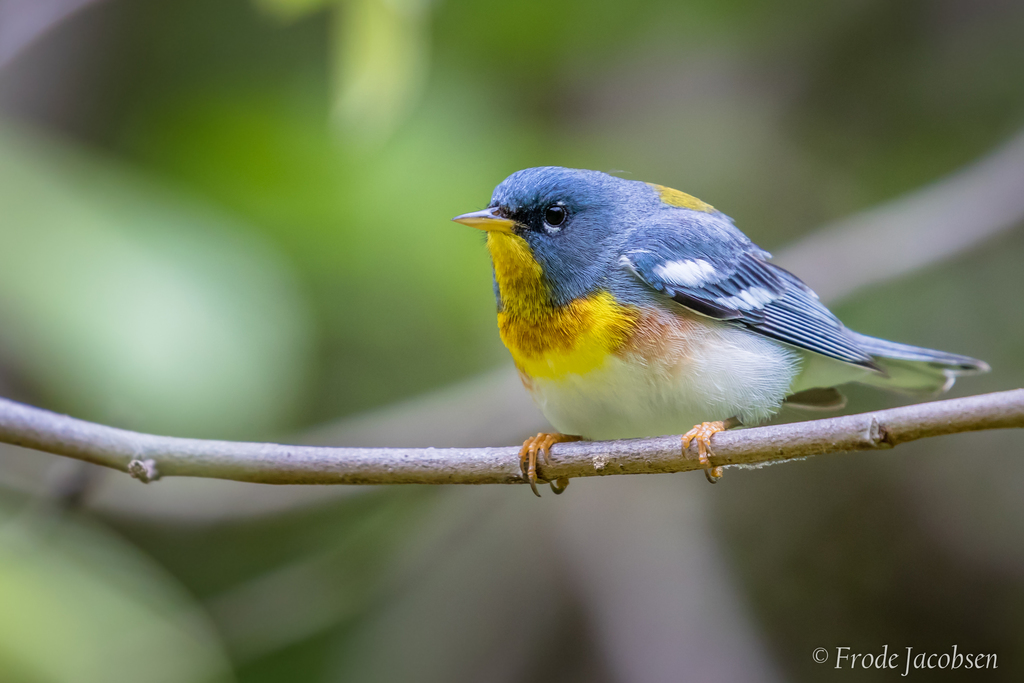 Setophaga Warblers (Setophaga) - Avian Discovery