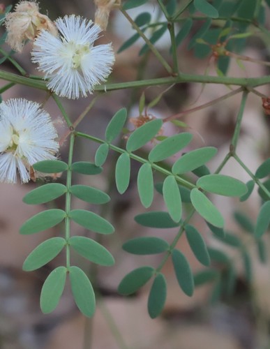 Acacia gilbertii · iNaturalist Mexico