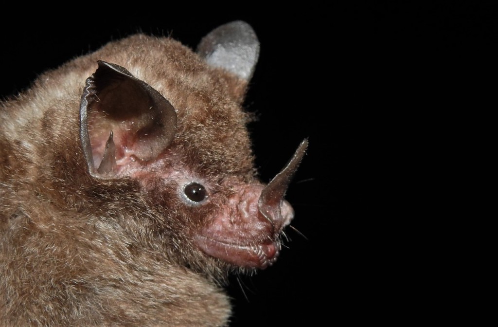 Seba's Short-tailed Bat from Tela, Honduras on February 17, 2021 at 07: ...