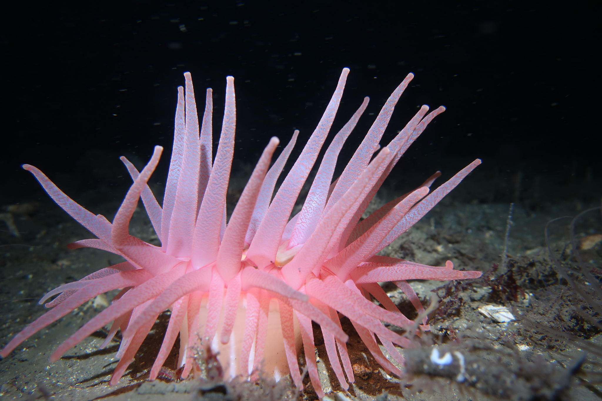 Cribrinopsis fernaldi Siebert & Spaulding, 1976