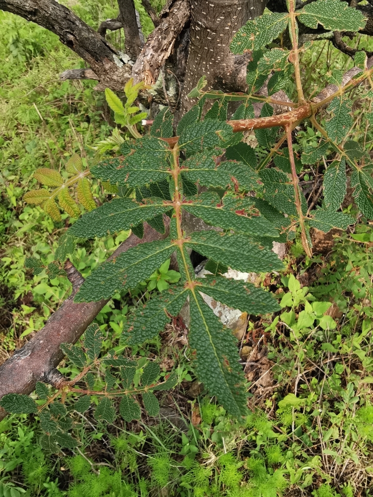 Bursera cuneata from Morelia, Mich., México on August 5, 2020 at 10:53 ...