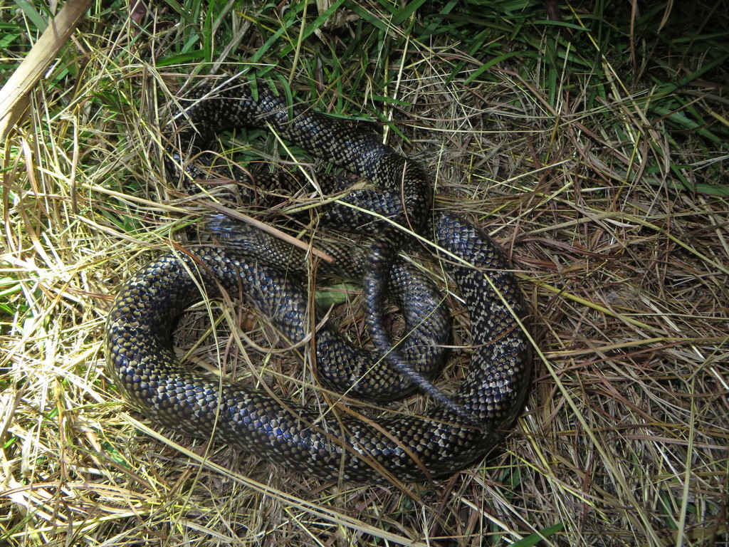 Eastern Kingsnake in October 2017 by Ben Machado · iNaturalist