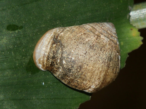 Hollow-shelled, Ear-shaped, and Button Snails (Ellobioidea)