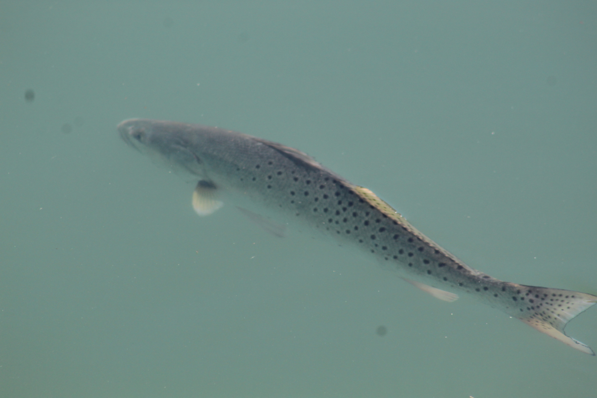 Spotted Sea Trout Underwater