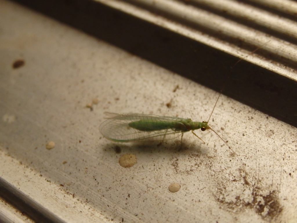 Mallada signatus from Melbourne VIC, Australia on February 19, 2021 at ...